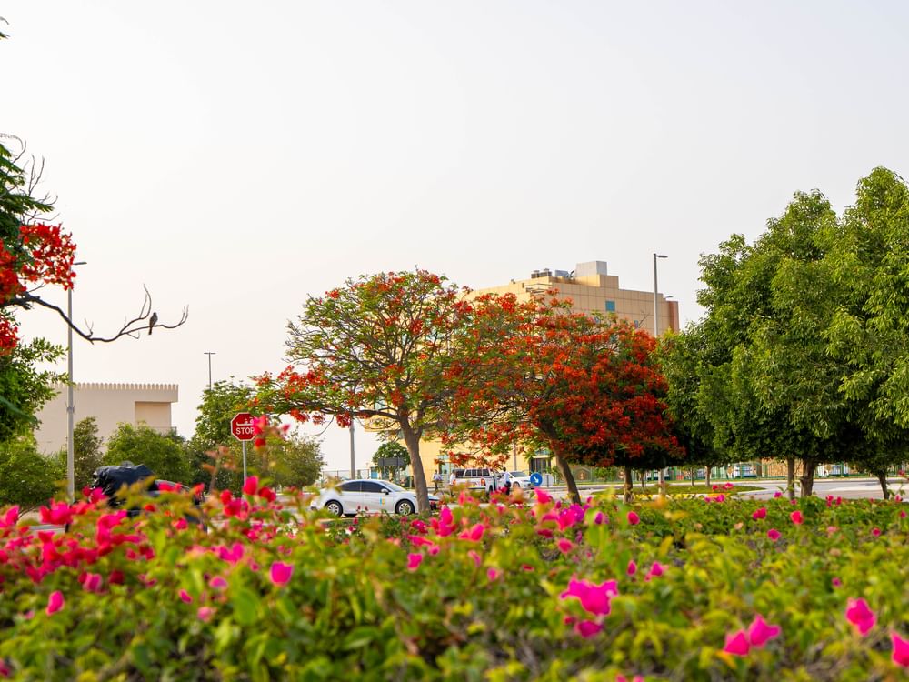Over 1,000 poinciana trees enhance urban sustainability in Al Dhafra ...