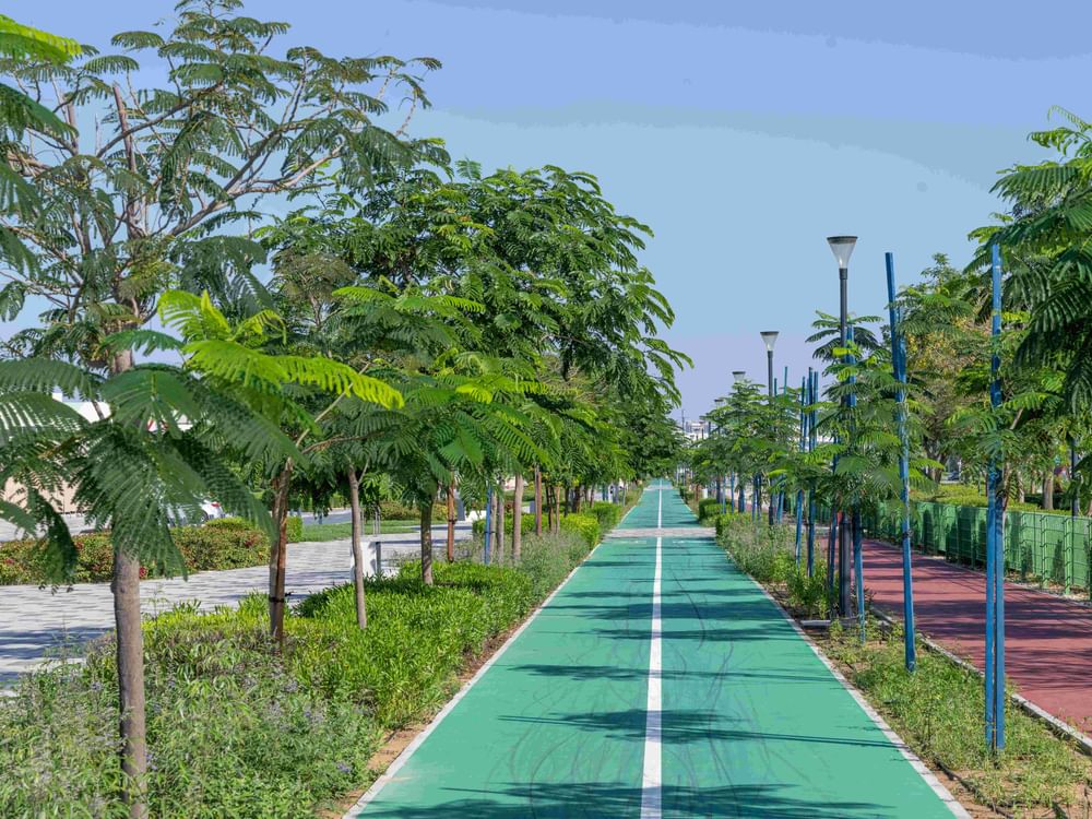 Abu Dhabi City Municipality to plant 5,000 new trees in 2026 to enhance ...
