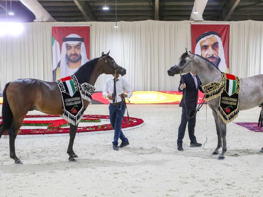 UAE National Arabian Horse Championship to begin tomorrow in Abu Dhabi ...