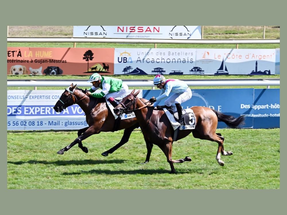 Poland to host Sheikh Zayed Purebred Arabian Horses Cup tomorrow ...