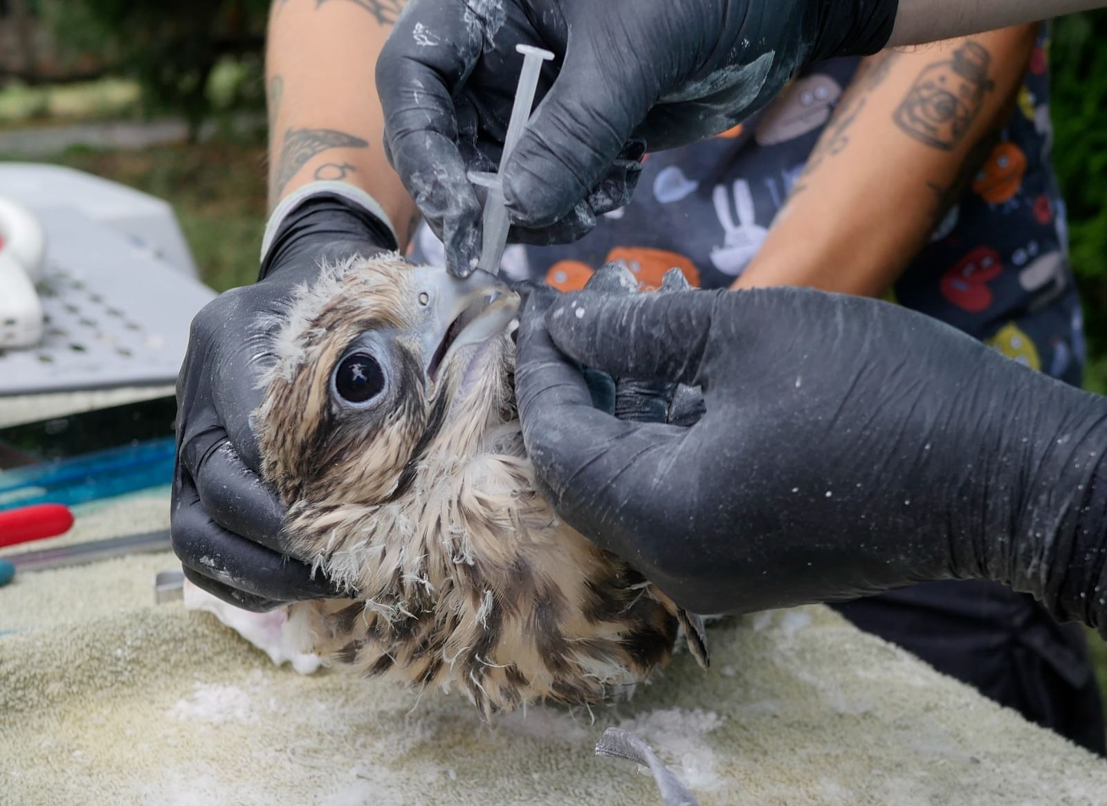 Mohamed Bin Zayed Raptor Conservation Fund set to showcase its ...
