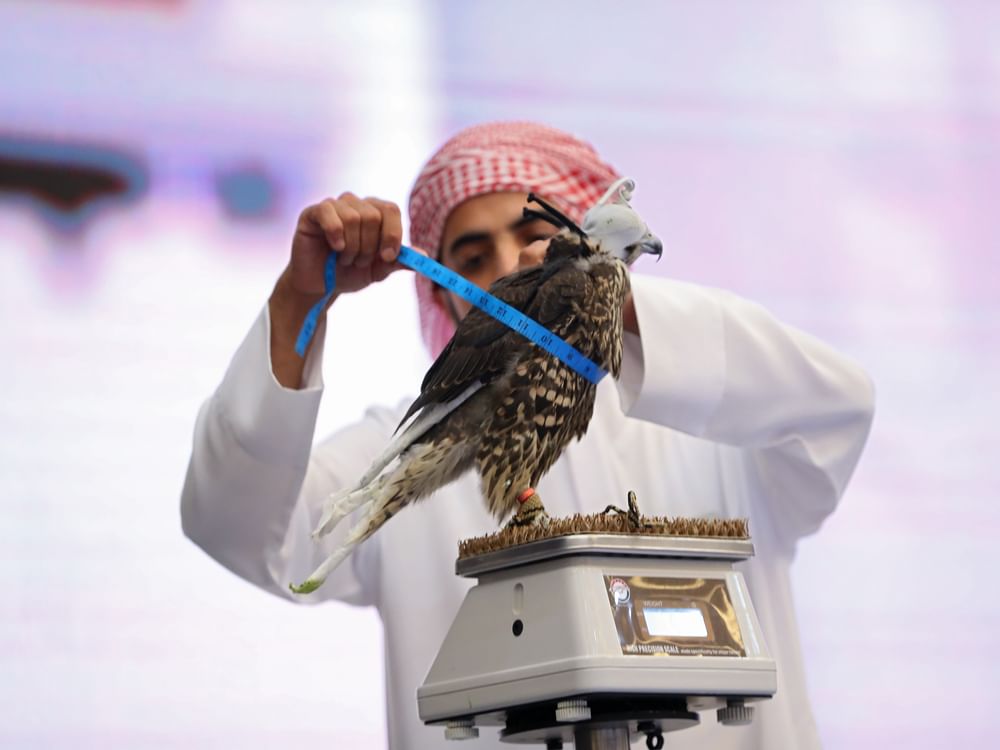 Falconers of the world meet in Abu Dhabi for new falcon auction ...