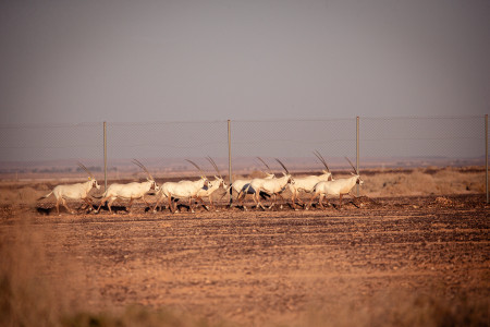 20 Arabian Oryx released in Shumari Wildlife Reserve in Jordan ...