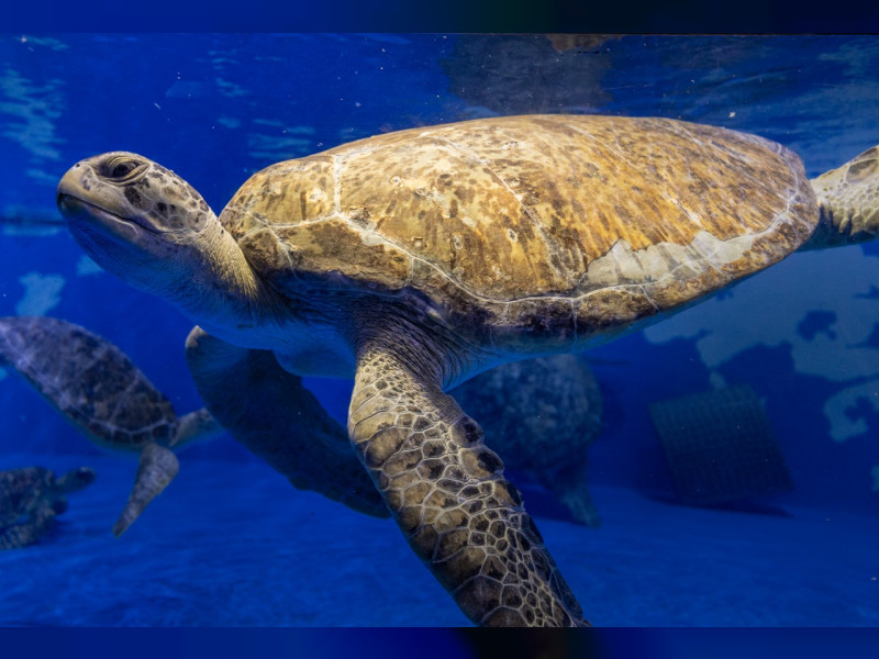 Environment Agency – Abu Dhabi rescues over 250 turtles | Emirates News ...
