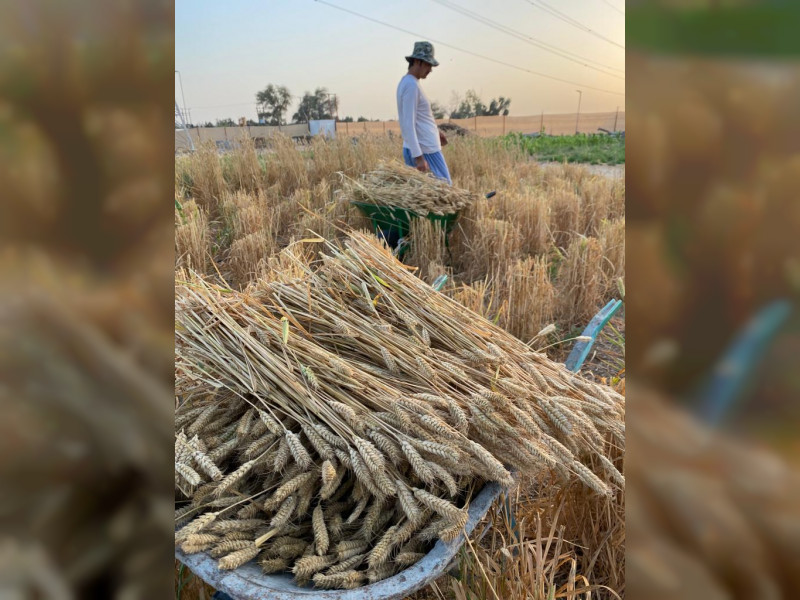 'Emirates Wheat' national initiative aims to produce 80 tonnes of wheat ...