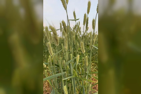 'Emirates Wheat' national initiative aims to produce 80 tonnes of wheat ...